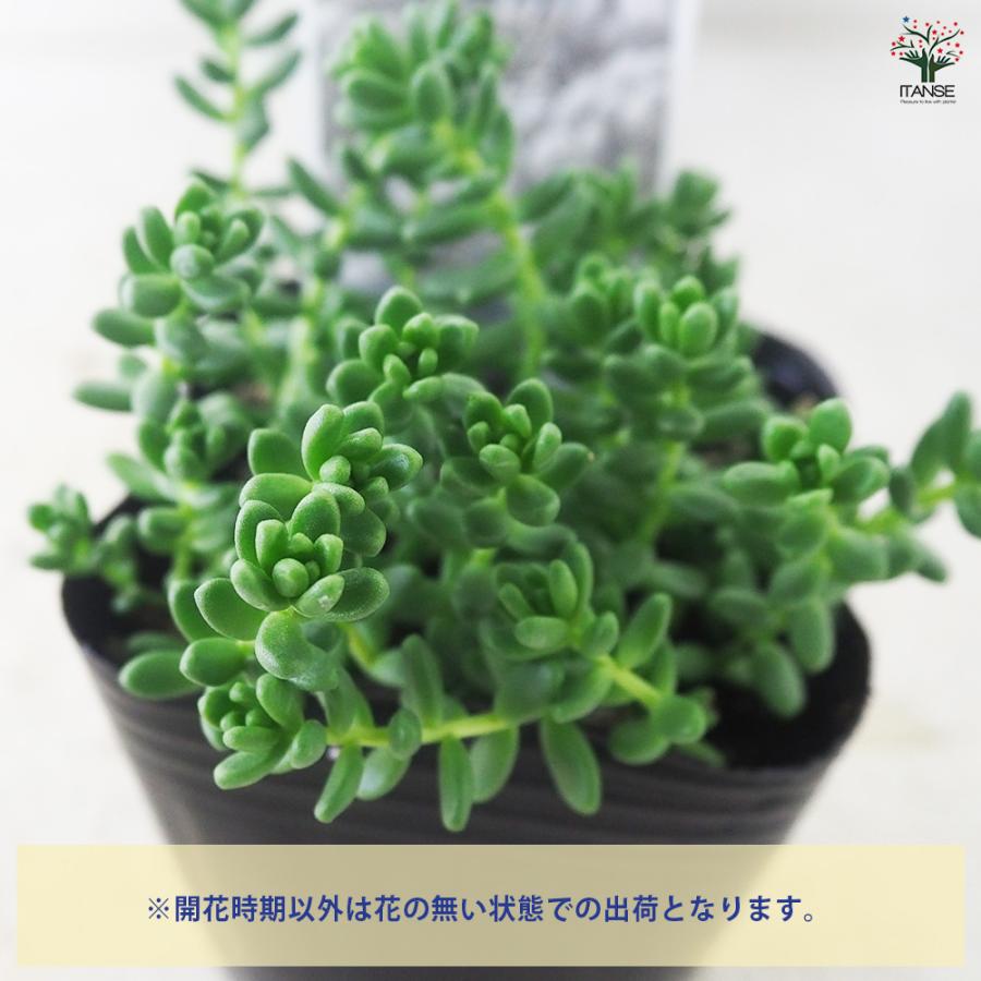 ITANSE セダム タイトゴメ 多肉植物 2.5〜3号鉢/お買い得4個セット グランドカバー 観葉植物 リビング オフィス インテリア : 野菜苗・植物・青果物販売のITANSE - 通販 ...