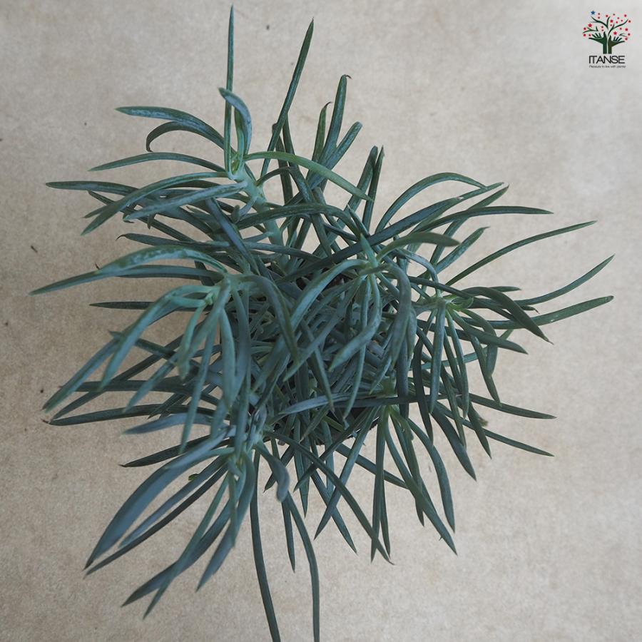 キュリオ ブルース 多肉植物 4号/お買い得2個セット ドライガーデン キク科 : 野菜苗・植物・青果物販売のITANSE - 通販 - Yahoo!ショッピング