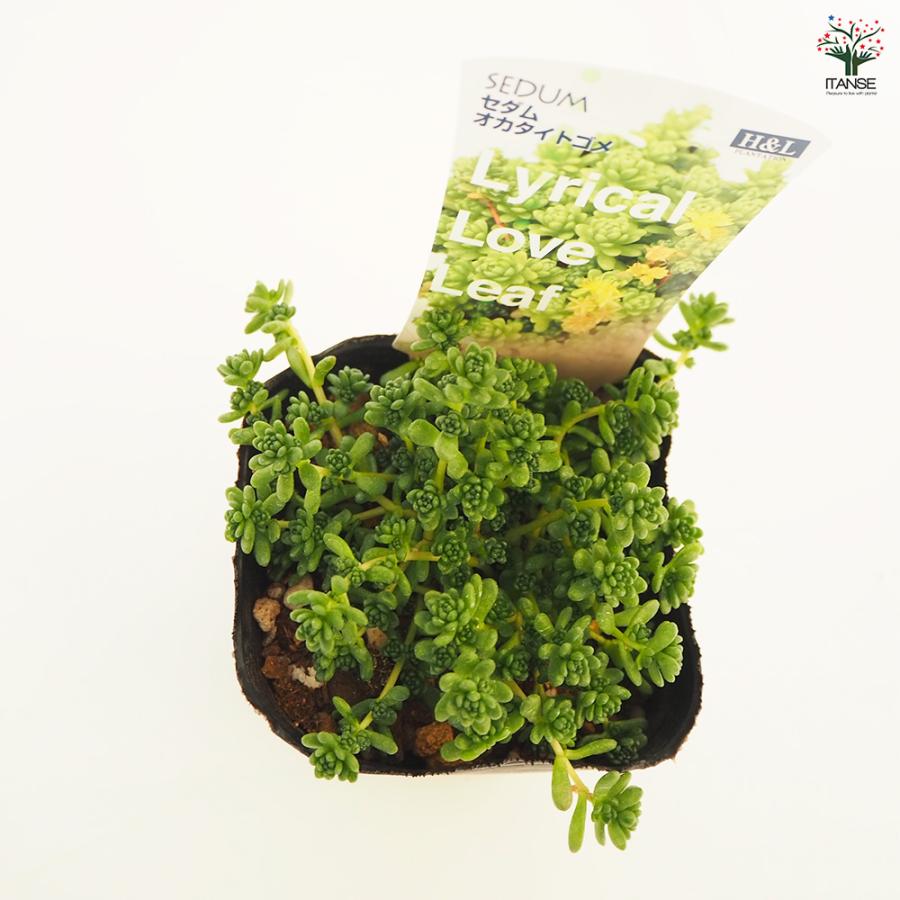 セダム オカタイトゴメ 多肉植物 2.5〜3号/お買い得9個セット グランドカバー 観葉植物 リビング オフィス インテリア : 野菜苗・植物・青果物販売のITANSE - 通販 ...
