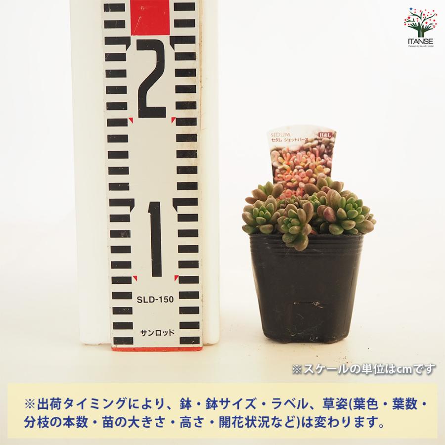 セダム ジェットバース 多肉植物 2.5〜3号/お買い得2個セット グランドカバー 観葉植物 リビング オフィス インテリア : 野菜苗・植物・青果物販売のITANSE - 通販 ...