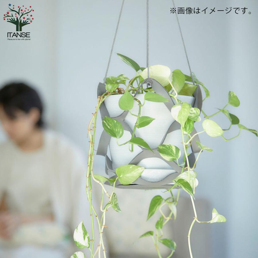 ITANSE ヴィーガンレザー"プラントハンガーLサイズ ・ブラウン"/品番:107917BE 1個売り 送料無料 イタンセ公式 : 野菜苗・植物・青果物販売のITANSE - 通販 ...