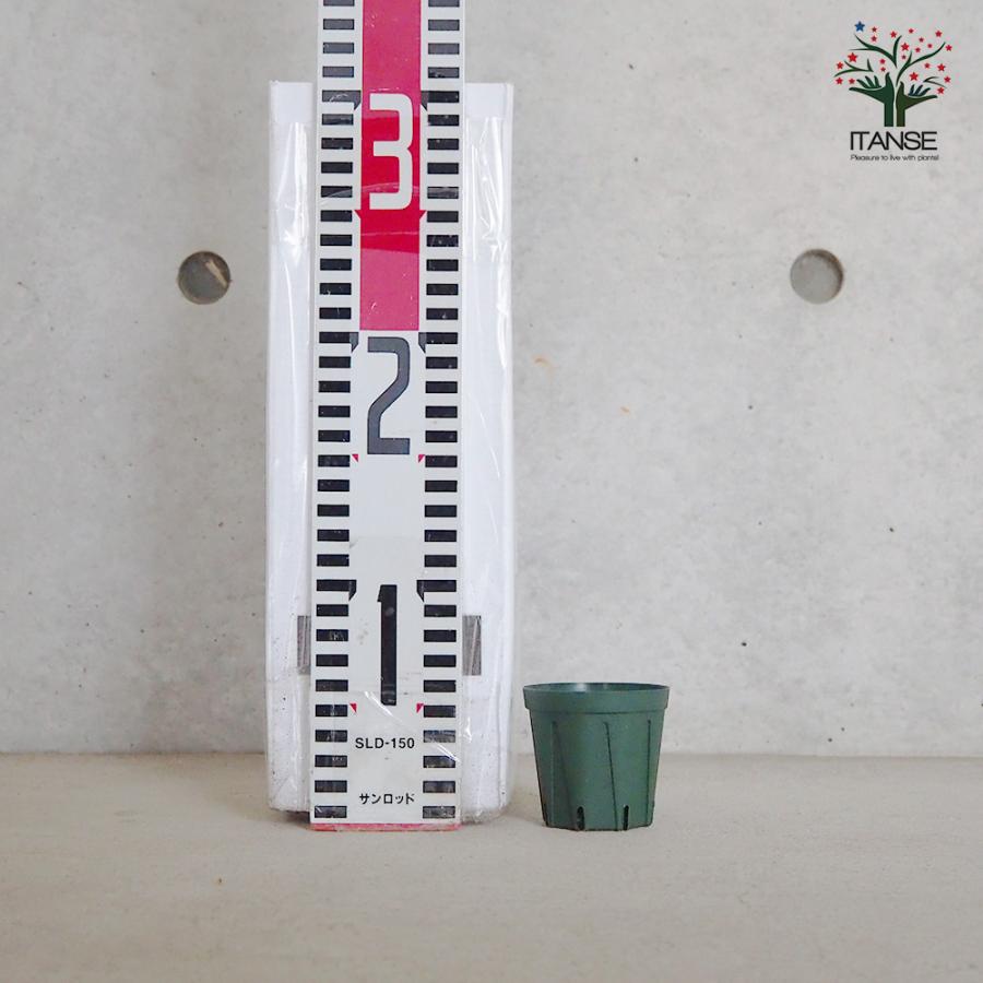 ITANSE スリット鉢 2号 資材 /お買い得20個セット 鉢 植木鉢 鉢植え スリット プランター 野菜 花 イタンセ公式 : 野菜苗・植物・青果物販売のITANSE - 通販 ...