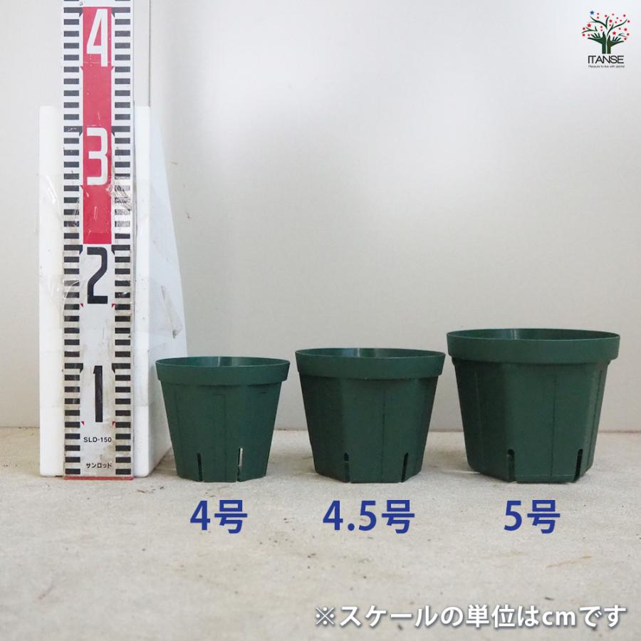 ITANSE スリット鉢 プラ鉢 4号/1個売り 鉢 植木鉢 鉢植え スリット 排水性 水はけ 通気性 プランター 野菜 花 : 野菜苗・植物・青果物販売のITANSE - 通販 ...