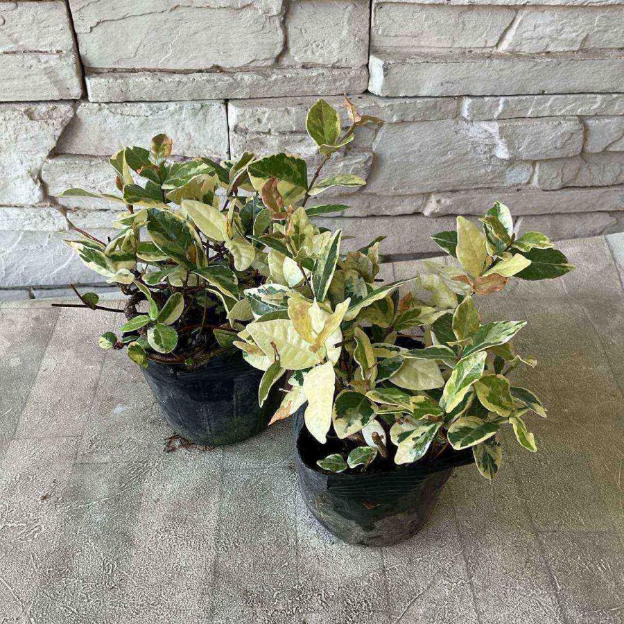 ゴシキカズラ 3.5寸ポット : 1-hashitane-3557 : shopooo by GMO - 通販 - Yahoo!ショッピング