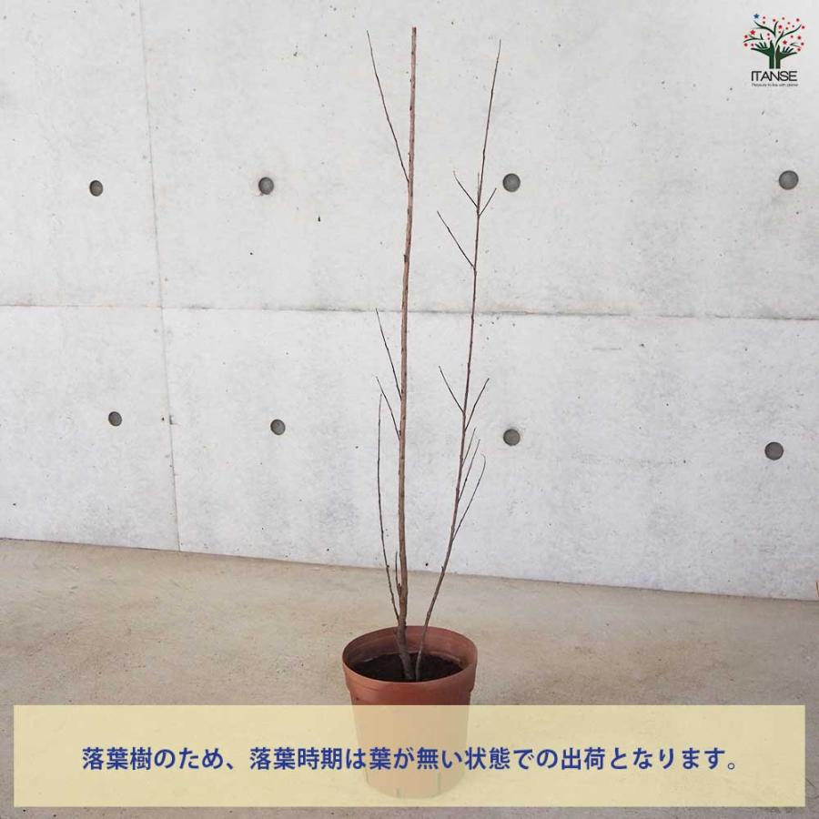 サルスベリ ブラックリーフダイヤモンド ピュアW 【花木苗 6号ポット／1個売り】 : 1-itanse-10427 : shopooo by GMO - 通販 - Yahoo!ショッピング