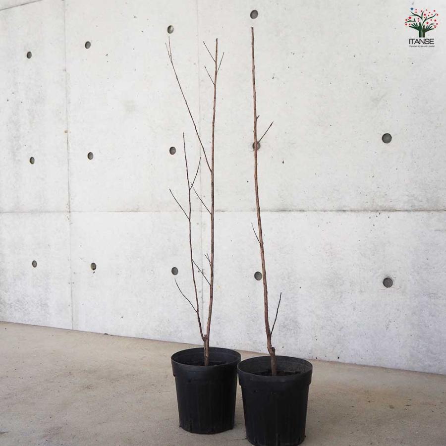 サルスベリ ブラックリーフダイヤモンド ブラッシュ 【花木苗 6号ポット／1個売り】 : 1-itanse-10431 : shopooo by GMO - 通販 - Yahoo!ショッピング