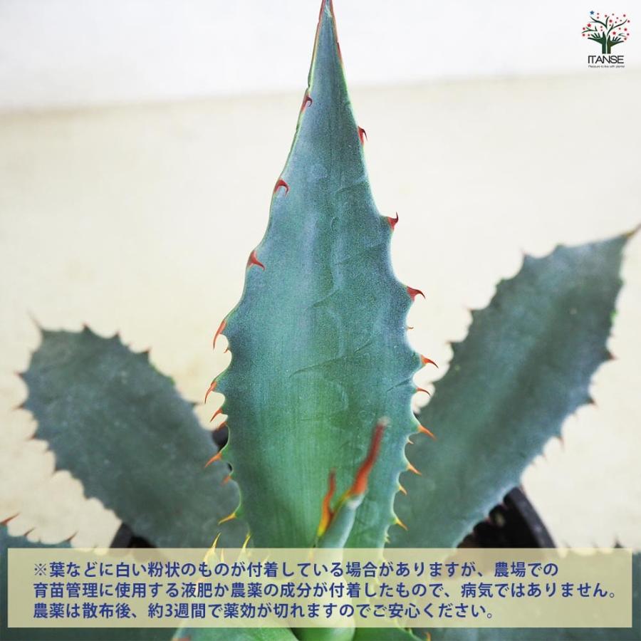 アガベ ワコマヒー 【多肉植物 5号鉢／1個売り】 : 1-itanse-10553 : shopooo by GMO - 通販 - Yahoo!ショッピング