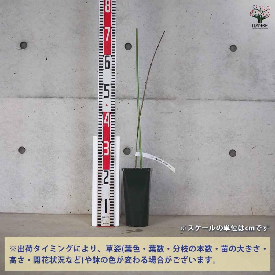 スイート種無ザクロ モラールデエルチェ 【果樹の苗木 4号鉢／1個売り】 : 1-itanse-10554 : shopooo by GMO - 通販 - Yahoo!ショッピング