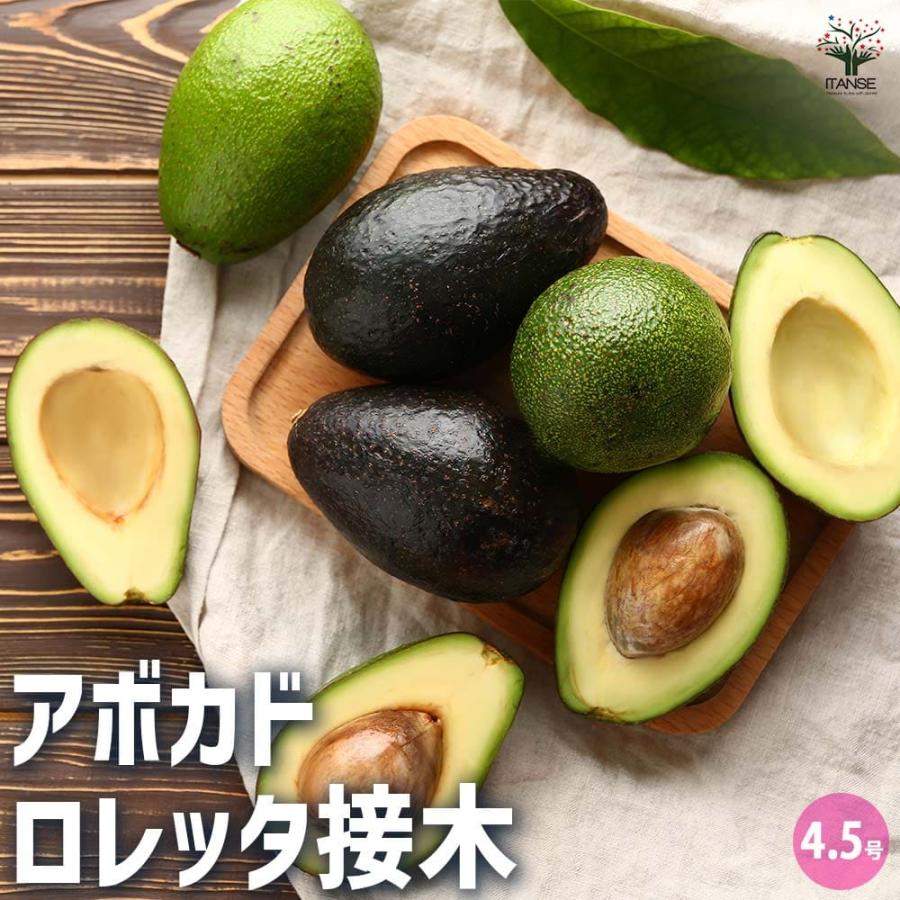 アボカド ロレッタ 【果樹の苗木 4.5号ロングポット／1個売り】 : 1-itanse-10875 : shopooo by GMO - 通販 - Yahoo!ショッピング