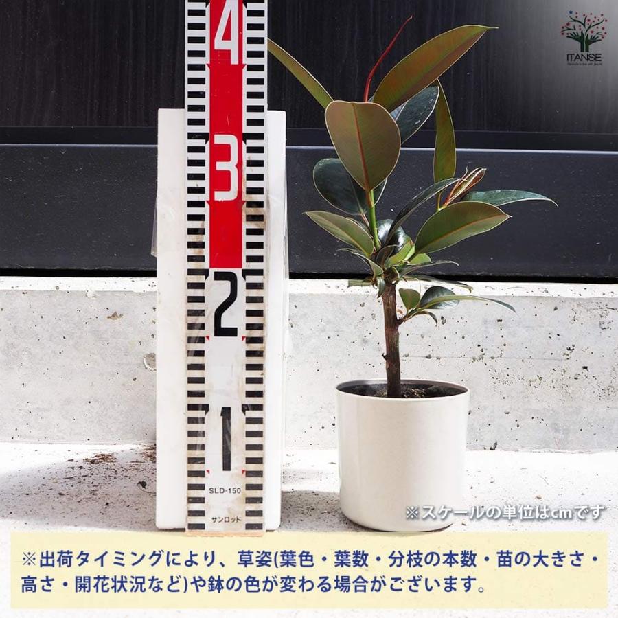 観葉植物 フィカス・メラニー 【観葉植物 4号鉢／1個売り】 : 1-itanse-10931 : shopooo by GMO - 通販 - Yahoo!ショッピング
