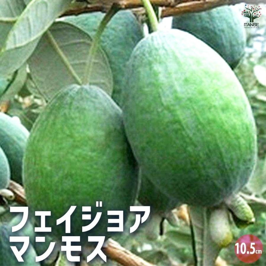 フェイジョア マンモス 【果樹の苗 10.5cm 1年生挿し木苗】 : 1-itanse-11047 : shopooo by GMO - 通販 - Yahoo!ショッピング