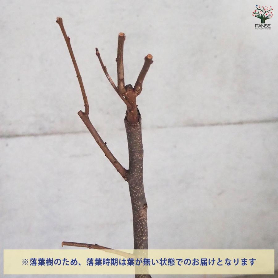 柿 恋姫 【果樹の苗木 4号 1年生接木苗】 :1-itanse-11055:shopooo by GMO - 通販 - Yahoo!ショッピング