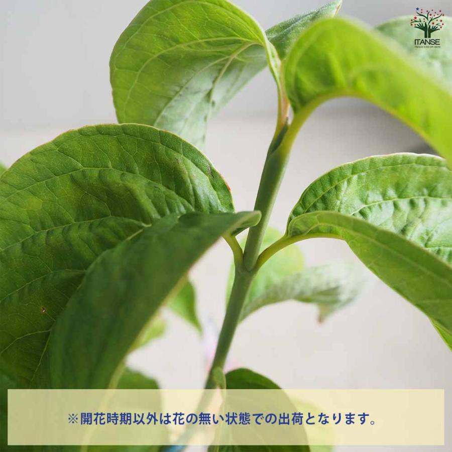 ハナミズキ レッドビューティー 【花木苗 4号 挿し木苗】 : shopooo by GMO - 通販 - Yahoo!ショッピング