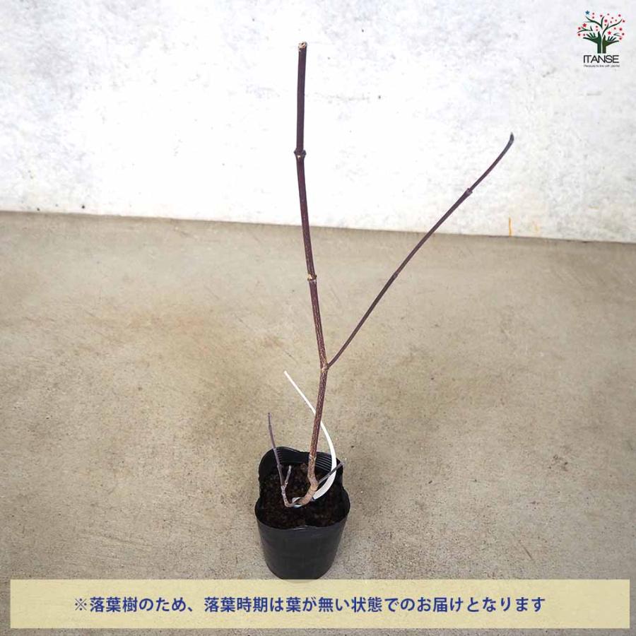 ハナミズキ レッドビューティー 【花木苗 4号 挿し木苗】 : shopooo by GMO - 通販 - Yahoo!ショッピング