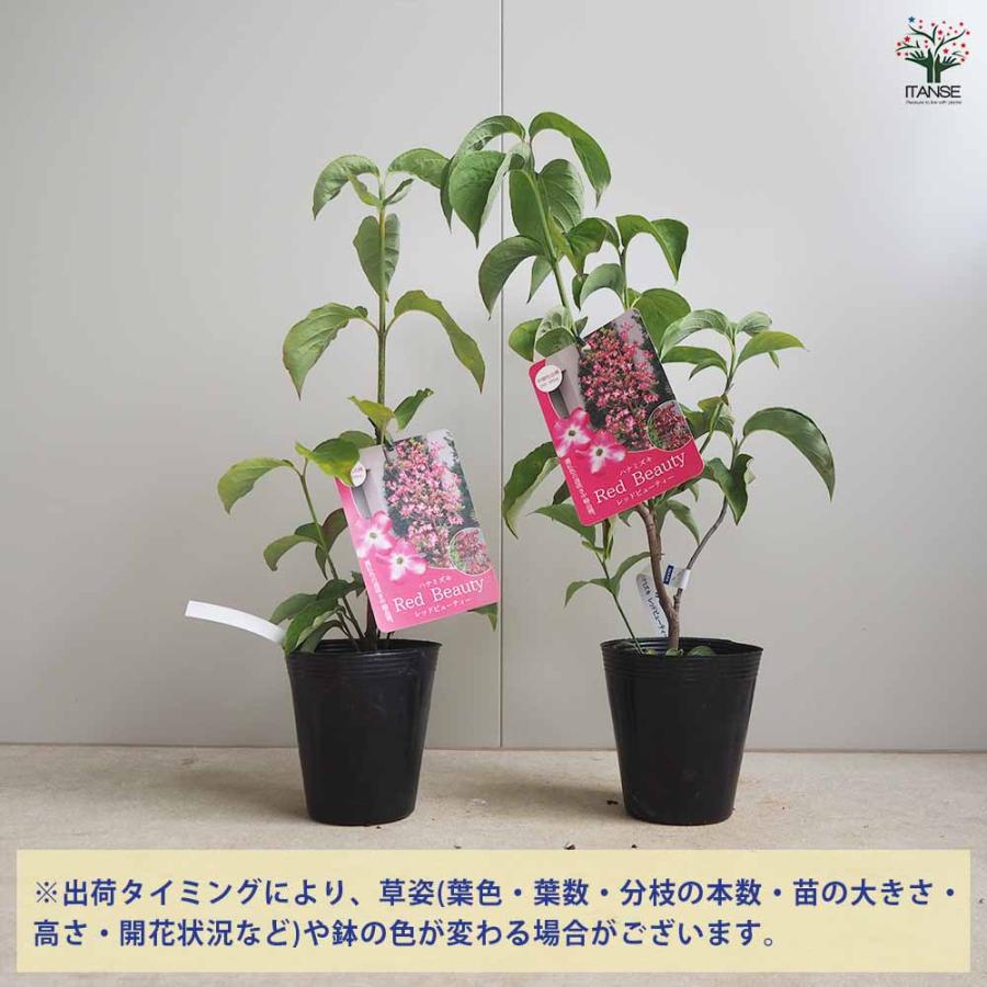 ハナミズキ レッドビューティー 【花木苗 4号 挿し木苗】 : shopooo by GMO - 通販 - Yahoo!ショッピング