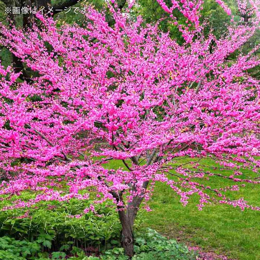 ハナミズキ レッドビューティー 【花木苗 4号 挿し木苗】 : shopooo by GMO - 通販 - Yahoo!ショッピング