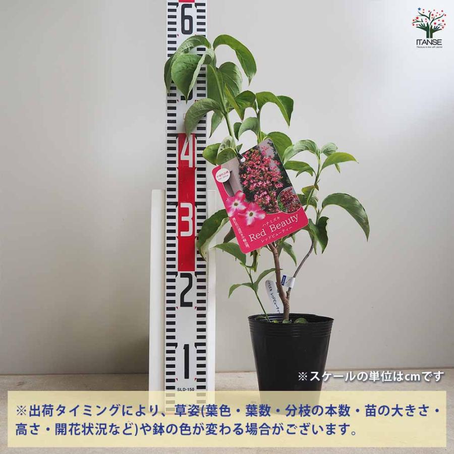 ハナミズキ レッドビューティー 【花木苗 4号 挿し木苗】 : shopooo by GMO - 通販 - Yahoo!ショッピング