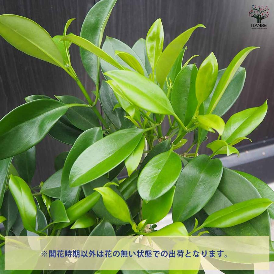 フィカス ファグラエア 皿付き 【観葉植物 8号鉢／1個売り】 :1-itanse-11095:shopooo by GMO - 通販 - Yahoo!ショッピング