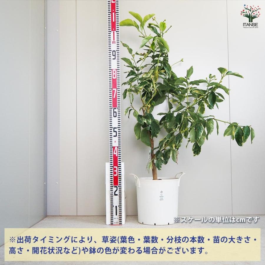 レモンの苗木 ピンクレモネード(ハンドリーポット) 【果樹の苗木 8号ポット／1個売り】 : 1-itanse-11128 : shopooo by GMO - 通販 - Yahoo!ショッピング
