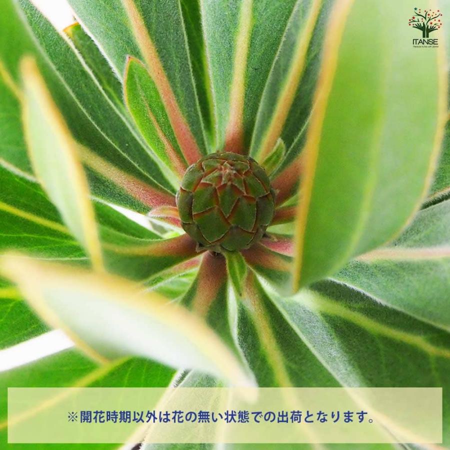 プロテア スペシャルピンクアイス 【花木苗 7号鉢／1個売り】 : 1-itanse-11137 : shopooo by GMO - 通販 - Yahoo!ショッピング