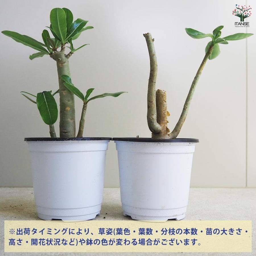 アデニウム セネガル産 花複色 Mサイズ 【観葉植物 Mサイズポット／1個売り】 :1-itanse-11167:shopooo by GMO - 通販 - Yahoo!ショッピング