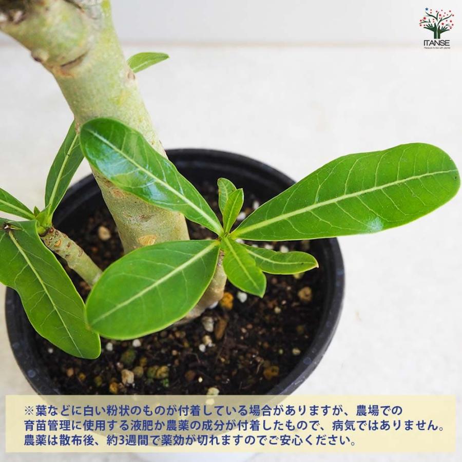 アデニウム セネガル産 花複色 Mサイズ 【観葉植物 Mサイズポット／1個売り】 :1-itanse-11167:shopooo by GMO - 通販 - Yahoo!ショッピング