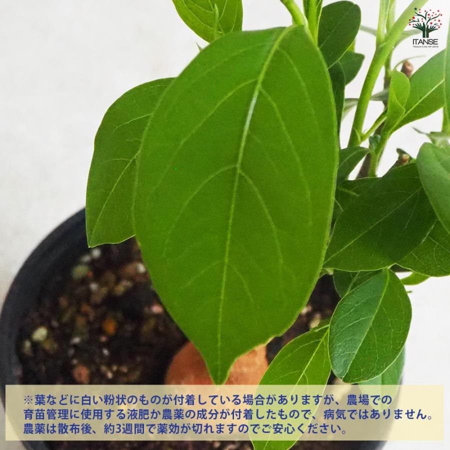 バオバブ セネガル産 Mサイズ 【観葉植物 Mサイズポット／1個売り】 : 1-itanse-11170 : shopooo by GMO - 通販 - Yahoo!ショッピング