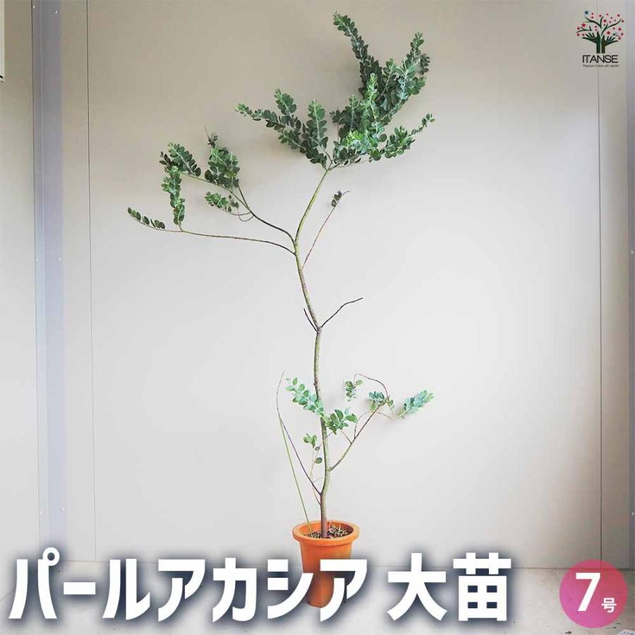 パールアカシア 【花木苗 7号鉢／1個売り】 : 1-itanse-11236 : shopooo by GMO - 通販 - Yahoo!ショッピング