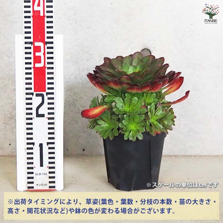 センポニウム シエナ 【多肉植物 5号／1個売り】 : 1-itanse-11314 : shopooo by GMO - 通販 - Yahoo!ショッピング