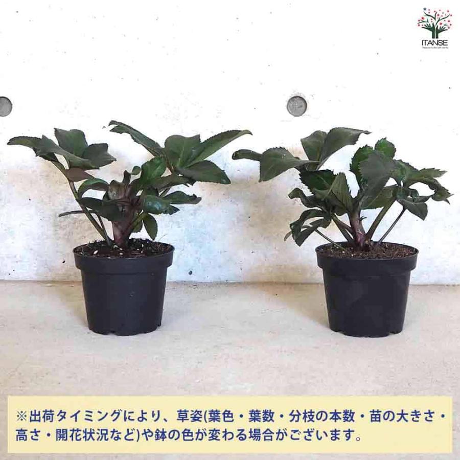 クリスマスローズ 氷の薔薇 レッド 【花苗 4.5号鉢／1個売り】 : 1-itanse-11393 : shopooo by GMO - 通販 - Yahoo!ショッピング