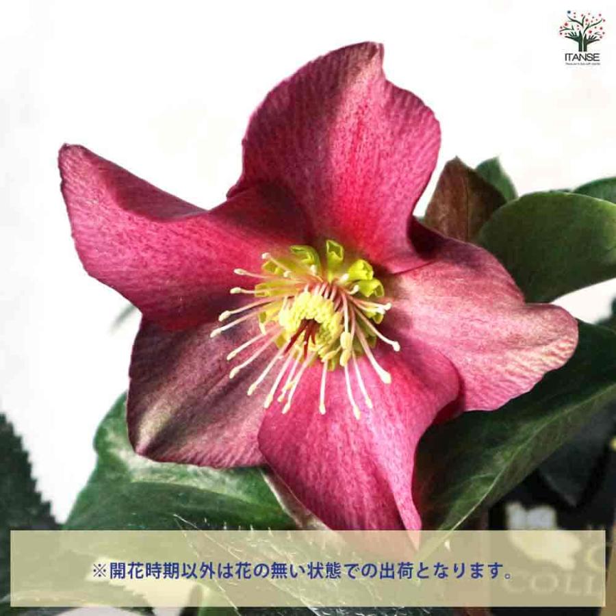 クリスマスローズ 氷の薔薇 レッド 【花苗 4.5号鉢／1個売り】 : 1-itanse-11393 : shopooo by GMO - 通販 - Yahoo!ショッピング