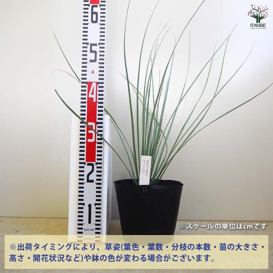 ダシリリオン ウィーレリ 【多肉植物 6号】 : 1-itanse-11537 : shopooo by GMO - 通販 - Yahoo!ショッピング