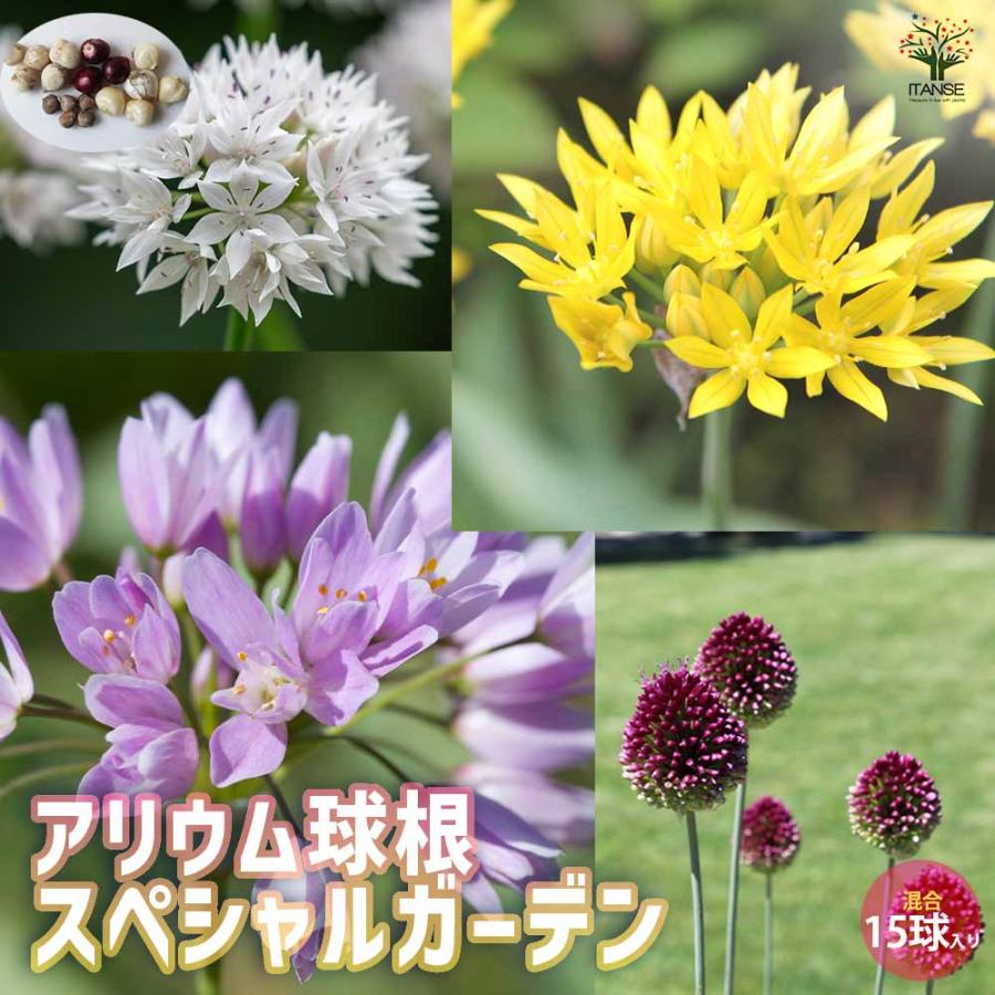 球根 アリウム スペシャルガーデン 【花球根 混合15球／1個売り】 : 1-itanse-11594 : shopooo by GMO - 通販 - Yahoo!ショッピング