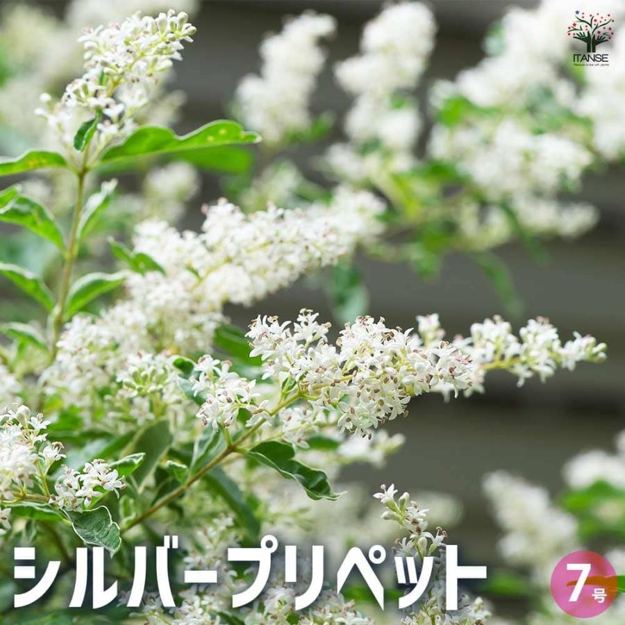シルバープリペット 【花木苗 7号／1個売り】 : 1-itanse-11713 : shopooo by GMO - 通販 - Yahoo!ショッピング