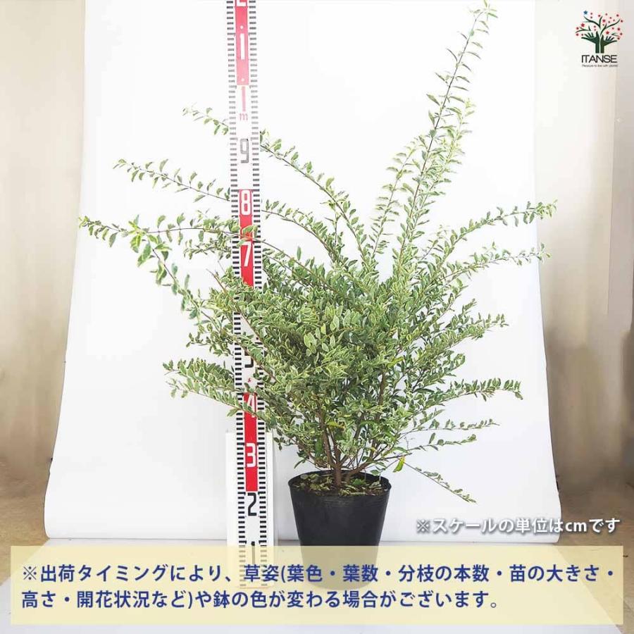 シルバープリペット 【花木苗 7号／1個売り】 : 1-itanse-11713 : shopooo by GMO - 通販 - Yahoo!ショッピング