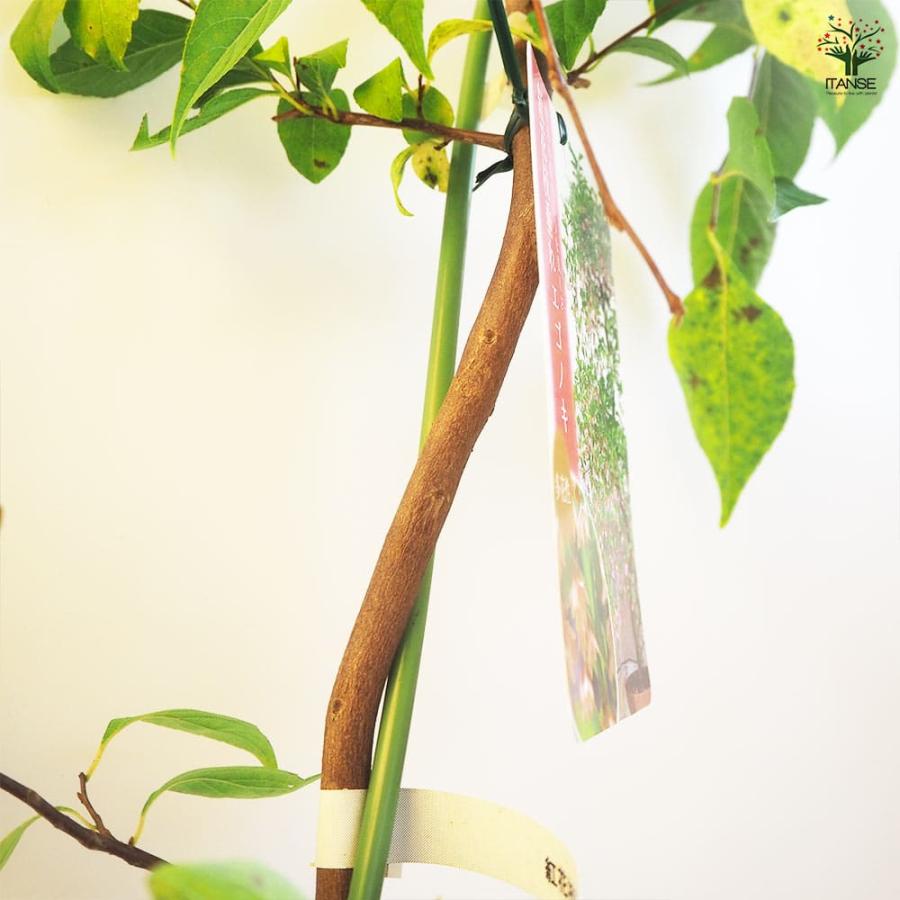 紅花枝垂れエゴノキ 【花木苗 3.5号／1個売り】 : 1-itanse-11720 : shopooo by GMO - 通販 - Yahoo!ショッピング