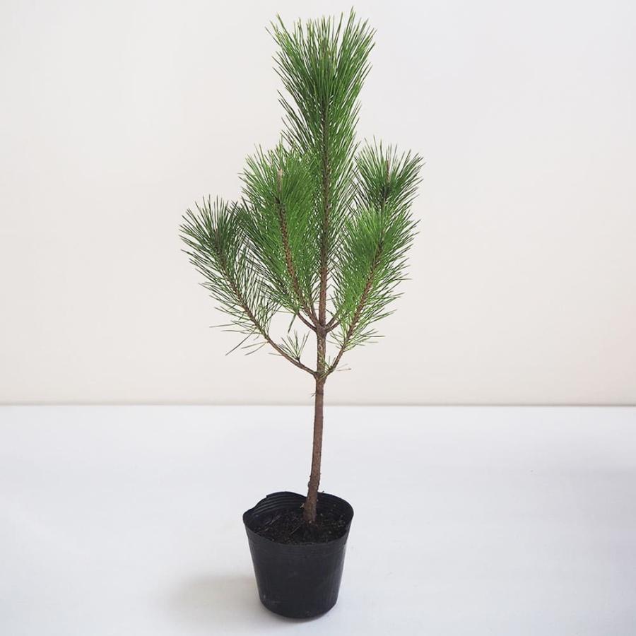 黒松 スタンド仕立 【観葉植物 5号鉢／1個売り】 : shopooo by GMO - 通販 - Yahoo!ショッピング