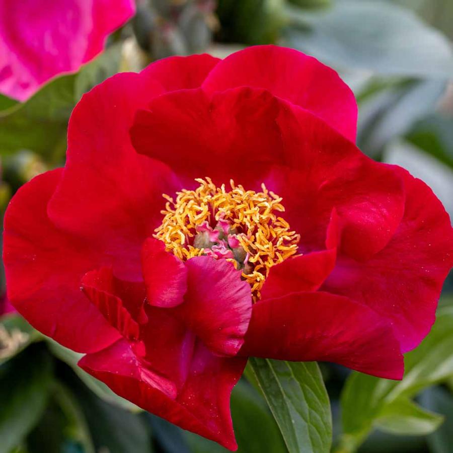 シャクヤク レッドレッドローズ 【花木苗 6号／1個売り】 : shopooo by GMO - 通販 - Yahoo!ショッピング