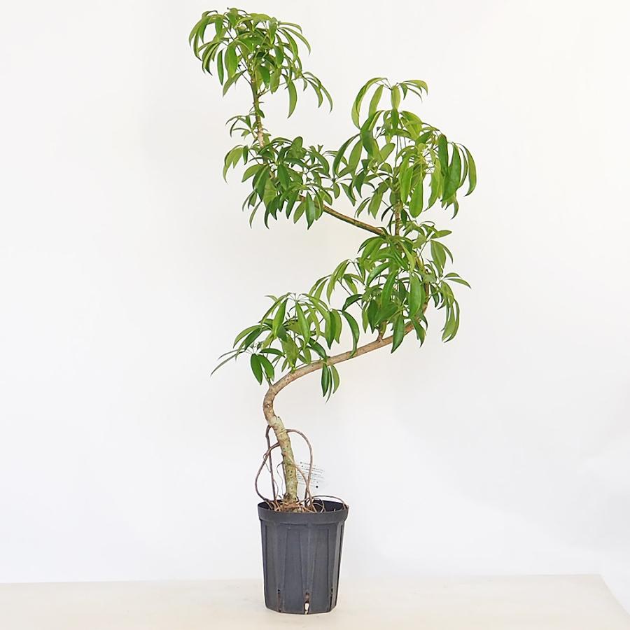 シェフレラ 曲がり 【観葉植物 5号／1個売り】 : shopooo by GMO - 通販 - Yahoo!ショッピング
