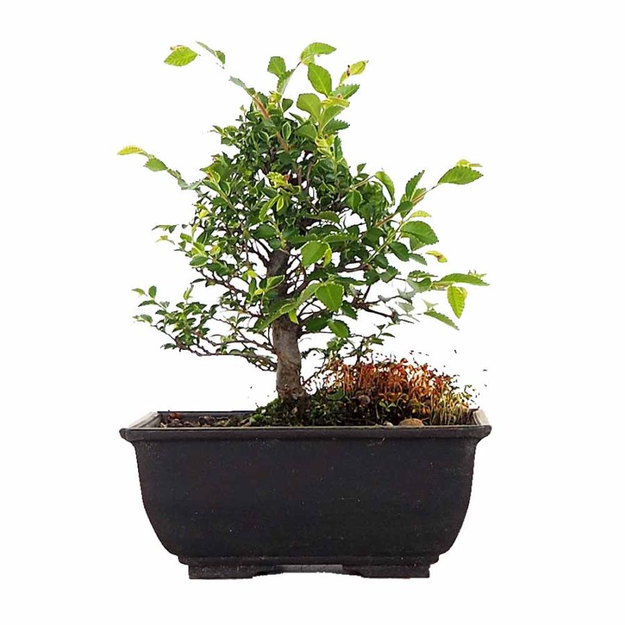 ケヤキ 金芽八房 【盆栽 5号／1個売り】 : shopooo by GMO - 通販 - Yahoo!ショッピング