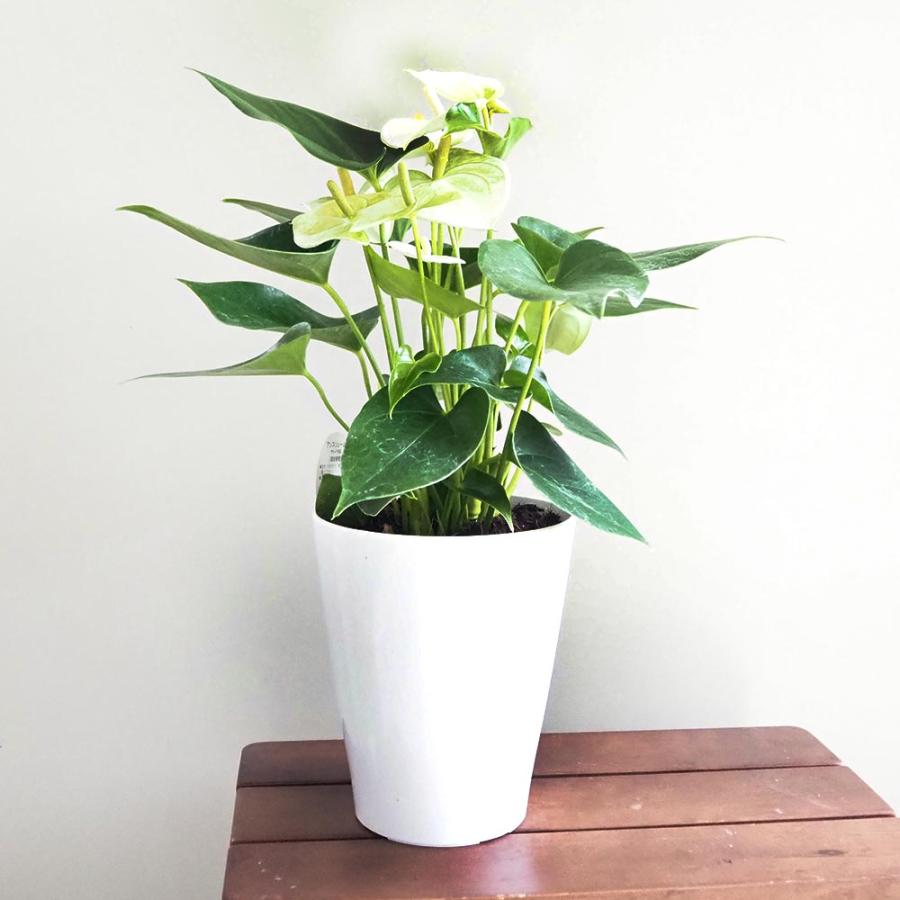 アンスリウム ナモラ(白花) 【観葉植物 5号／1個売り】 : shopooo by GMO - 通販 - Yahoo!ショッピング