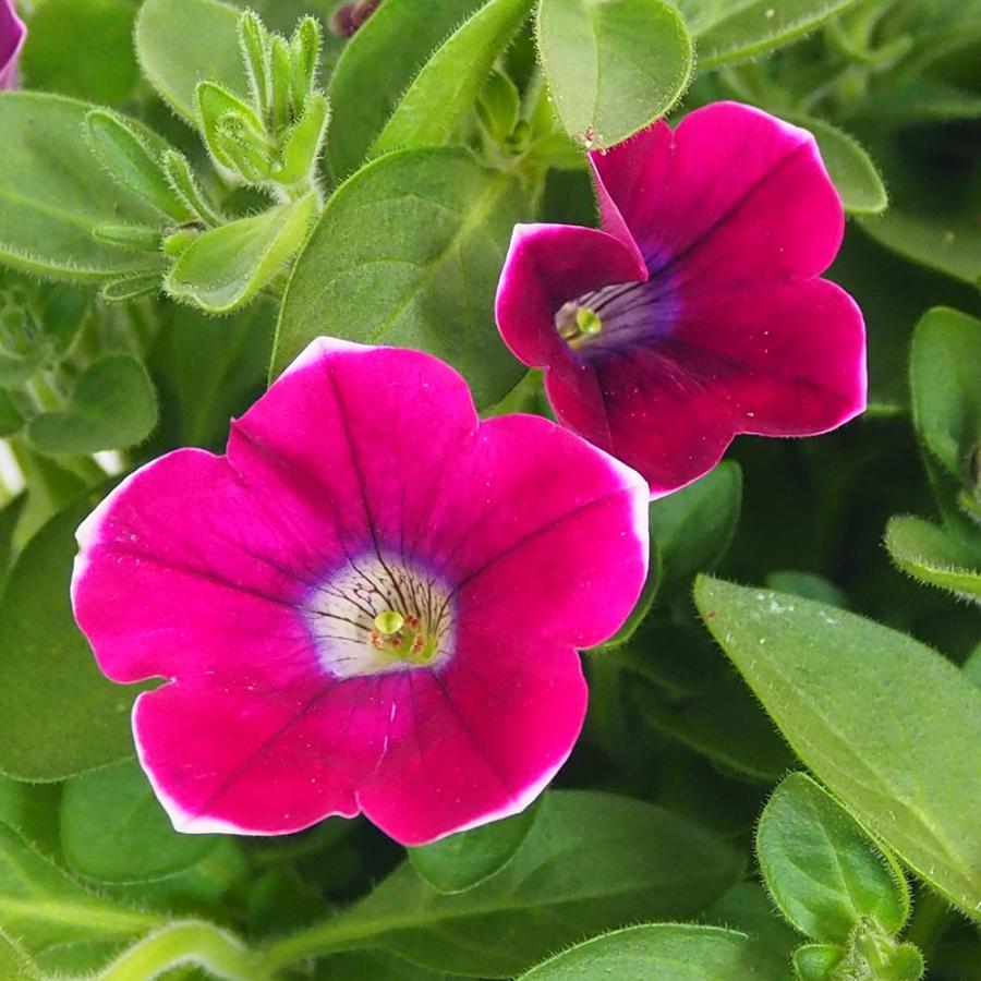 ペチュニア サフィニアアート あずきフラッペ 【花苗 5号／1個売り】 : shopooo by GMO - 通販 - Yahoo!ショッピング