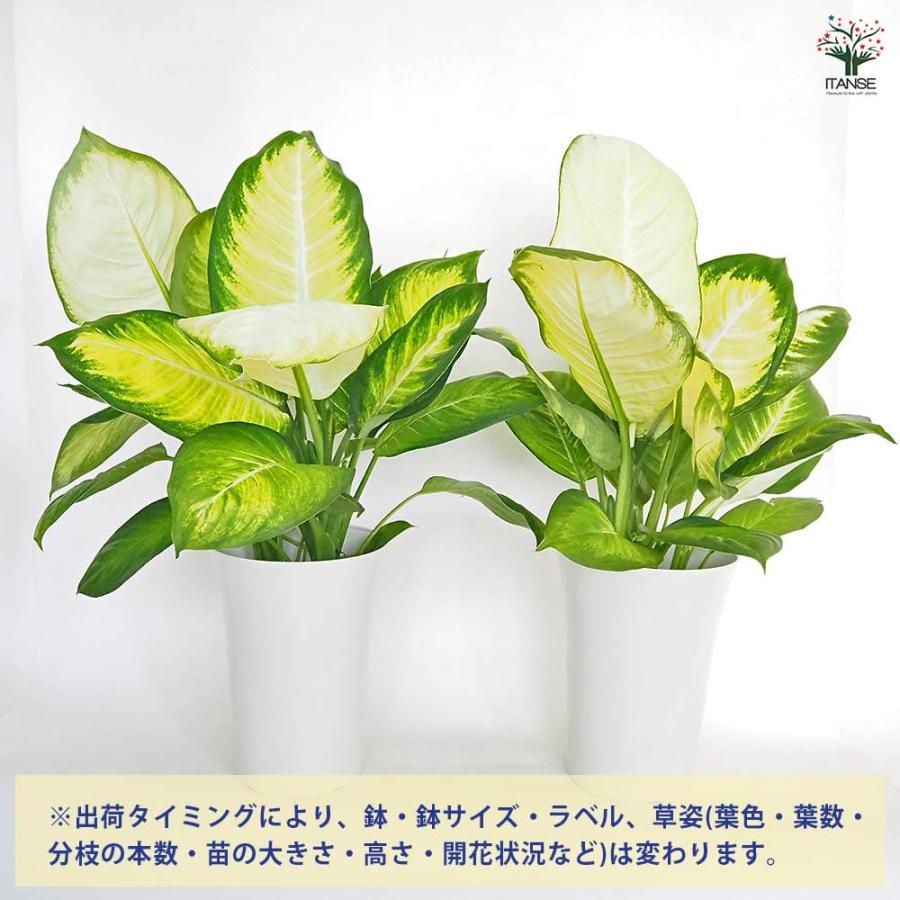 ディフェンバキア トロピックマリアンヌ 【観葉植物 7号／1個売り】 : shopooo by GMO - 通販 - Yahoo!ショッピング