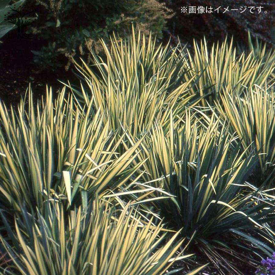 ユッカ・フィラメントーサ ゴールデンソード(斑入葉) リビングやオフィス向きサイズ【観葉植物 7号鉢／1個売り】 :1-itanse-2447:shopooo by GMO - 通販 ...