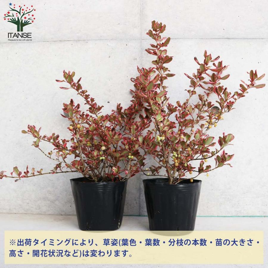 コプロスマ・ティータイム カラーリーフ【庭木 5号ポット／1個売り】 :1-itanse-5180:shopooo by GMO - 通販 - Yahoo!ショッピング
