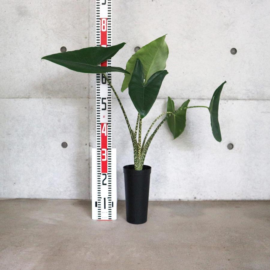 アロカシア・ゼブリナ【観葉植物 3.5号ロングポット仕立て／1個売り】 : 1-itanse-5359 : shopooo by GMO - 通販 - Yahoo!ショッピング