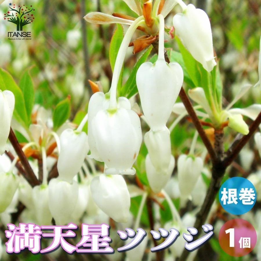 ドウダンツツジ (満天星躑躅)【花苗 根巻大苗／1個売り】 : 1-itanse-6062 : shopooo by GMO - 通販 - Yahoo!ショッピング