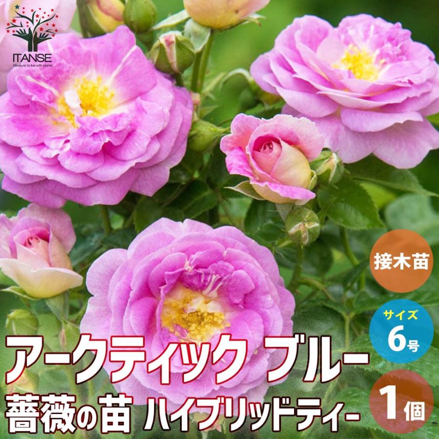 薔薇苗 アークティック・ブルー 接木【花苗 6号鉢／1個売り】 :1-itanse-6476:shopooo by GMO - 通販 - Yahoo!ショッピング