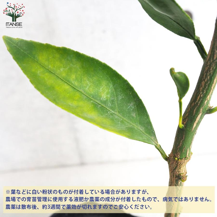 【送料無料】みかんの苗木 原口早生みかん【果樹の苗木 4〜5号ポット／1個売り】ミカン苗 シンボルツリー 記念樹 路地植え :1-itanse-7397:shopooo by GMO - 通販 ...