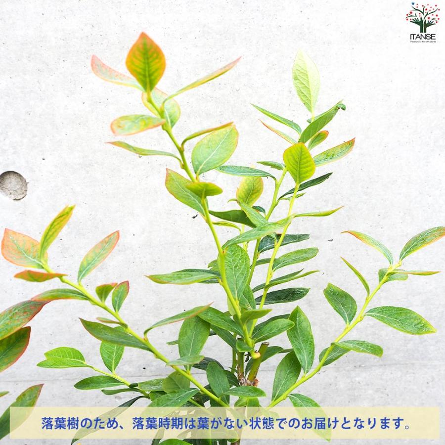 【送料無料】ブルーベリー ミスティー【果樹の苗木 15cmポット 挿し木苗／1個売り】果樹 果樹苗 果樹の苗 フルーツ 果物 ブレーベリー Vaccinium blue ベリー :1 ...